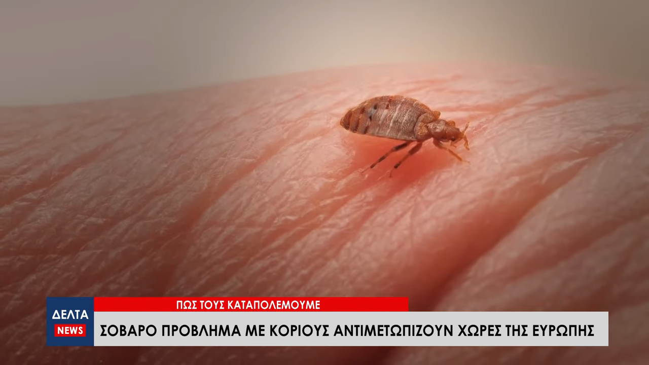 Επανεμφάνιση των κοριών στην Ευρώπη – Όλα όσα πρέπει να γνωρίζουμε ...