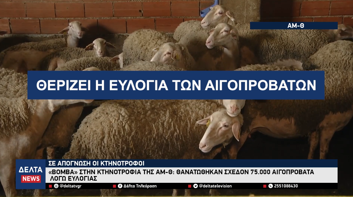 «Βόμβα» στην κτηνοτροφία της ΑΜ-Θ: Θανατώθηκαν σχεδόν 75.000 ...